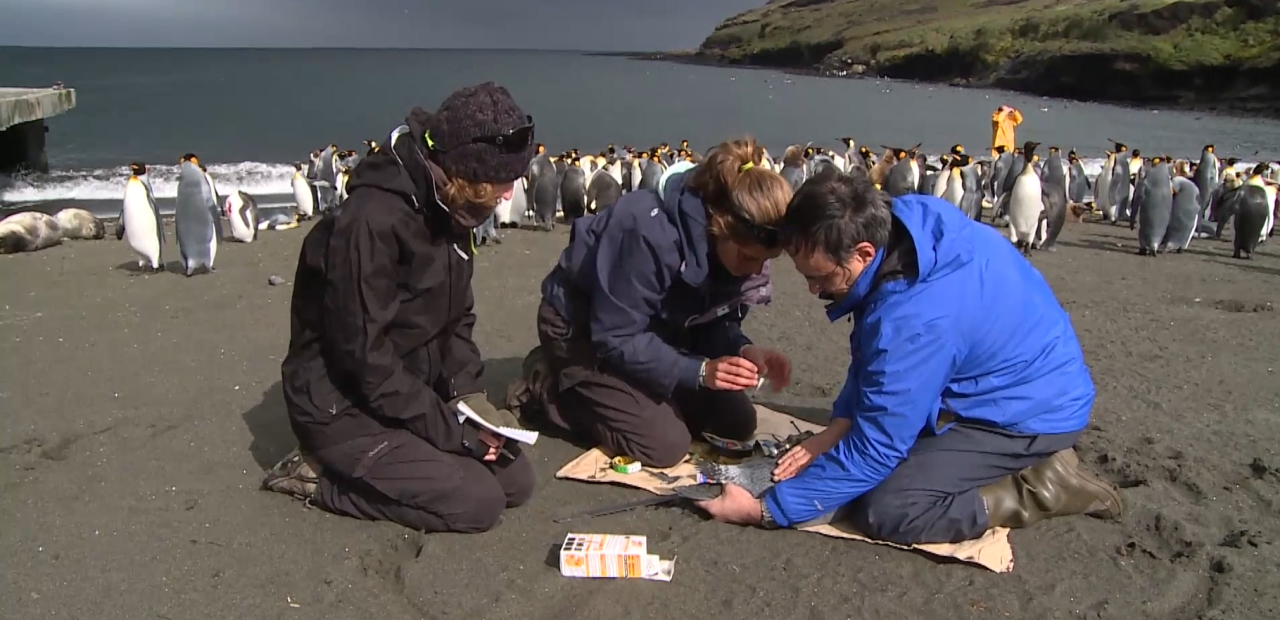 Woods Hole Group - Satellite Telemetry - Woods Hole Group